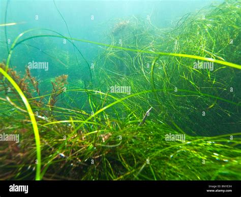 California Sea Grass Fields Underwater At La Jolla Cove Marine Preserve