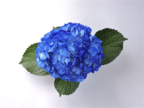 Hydrangea Tinted Premium