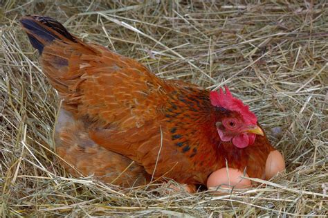 20 Best Chicken Breeds For Eggs Ranked By Egg Yield