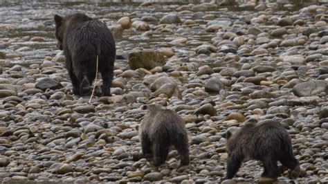 Frequently Alaskas Bears Drag Worms Several Meters Long From Their