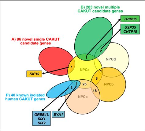 Figure 2 From Prioritization Of Monogenic Congenital Anomalies Of The