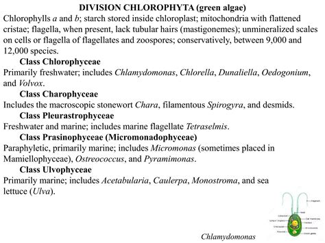 Algae Classificationpptx
