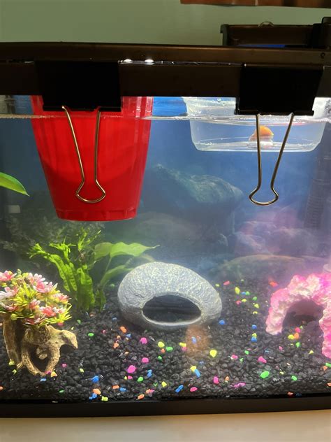 Possible Nitrite Poisoning Raquariums