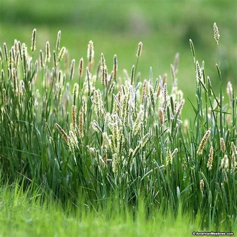 Timothy Grass Alchetron The Free Social Encyclopedia