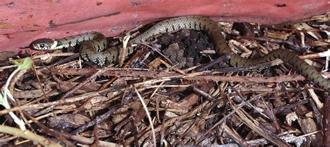 Davesbirdingdiary Common Grass Snake Natrix Natrix The Exminster