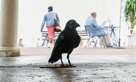 Patton Oswalt As Matthew The Raven