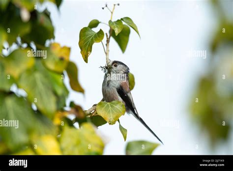 Long Tailed Tit Aegithalos Caudatus Adult Carrying Nesting Material