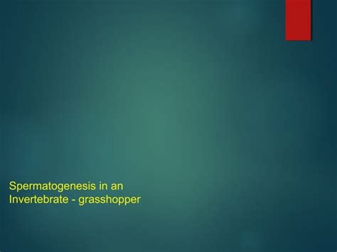 Spermatogenesis Ppt