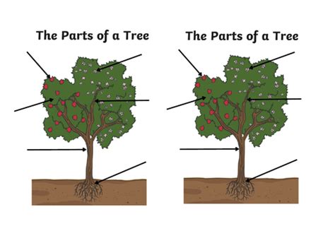 Ks1 Science Trees Labelling And Categorisation Teaching Resources