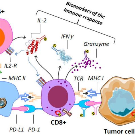 Representation Of The Interaction Between Cd4 And Cd8 Lymphocytes With