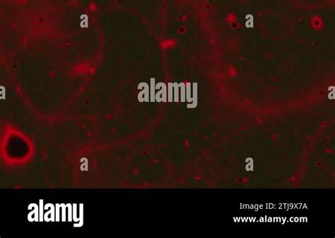 abstract red animation with lines and circles that move quickly appear
