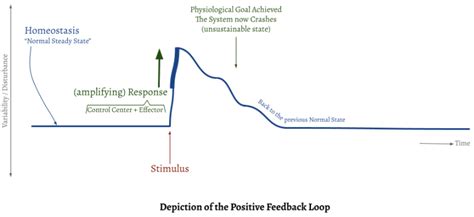 What Is The Endocrine Feedback Loop