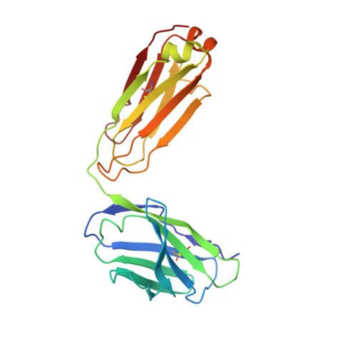 Rcsb Pdb 1hys Crystal Structure Of Hiv 1 Reverse Transcriptase In Complex With A Polypurine