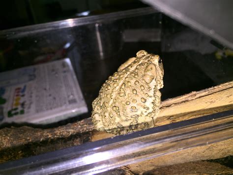 Can I Get An Id On This Guygal Also How To Tell The Sex Rtoads