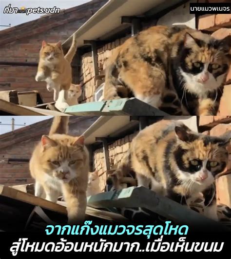 นายแมวพเนจร จากแก๊งแมวจรสุดโหด สู่โหมดอ้อนเมื่อเห็นขนม ในเซี่ยงไฮ้ ประเทศจีน มีผู้ใช้