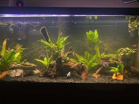 Should I Clear Biter Nests Before My Pollution Reaches Them R Factorio