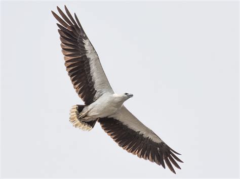 Rare White Eagle Stirs Souls All Characters In Blacksouls Ii Jcdat