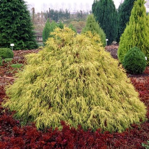 Chiparos Auriu Pitic