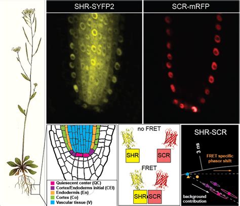 Research Highlight Shedding Light On Protein Interaction Networks