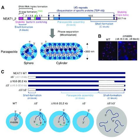 Abc Triblock Copolymer Micelle Model Of The Paraspeckle A Schematics