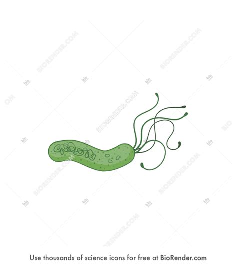 Free Helicobacter Pylori Icons Symbols And Images Biorender