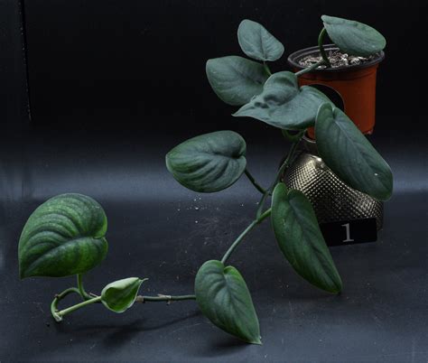 Scindapsus Jade Satin