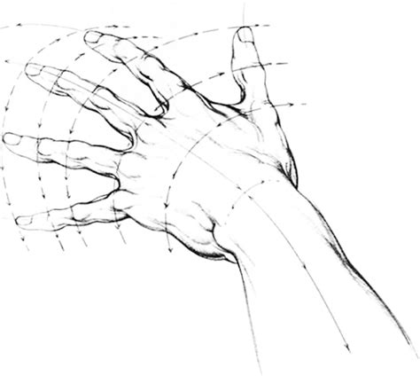 Hand Reference Drawing Character Anatomy Hands