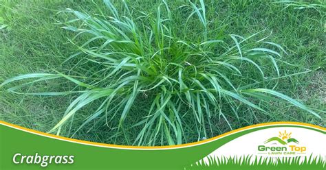 Identify Crabgrass In Your North Texas Lawn Green Top Lawn Care