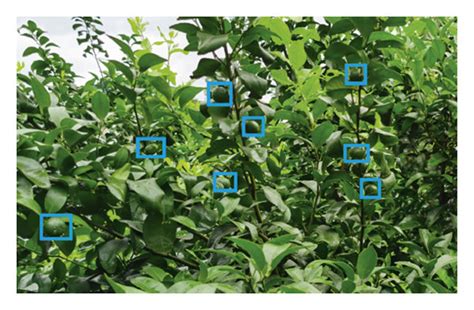 Detection Results Of Tangerine A Yolov3 B Faster Rcnn C Download Scientific Diagram