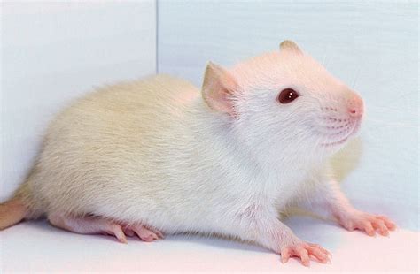 Rat Varieties Sweet Whispers Rattery
