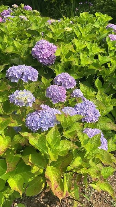 수국 ‘앤드리스썸머 Youtube