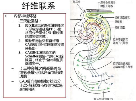 课件 海马结构pptword文档在线阅读与下载免费文档
