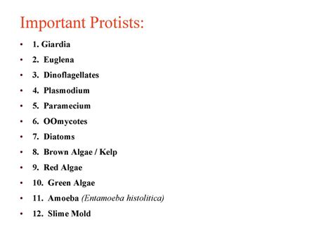 Protists Protists Are Eukaryotes And Thus Are Much More Complex Than The Prokaryotes The First