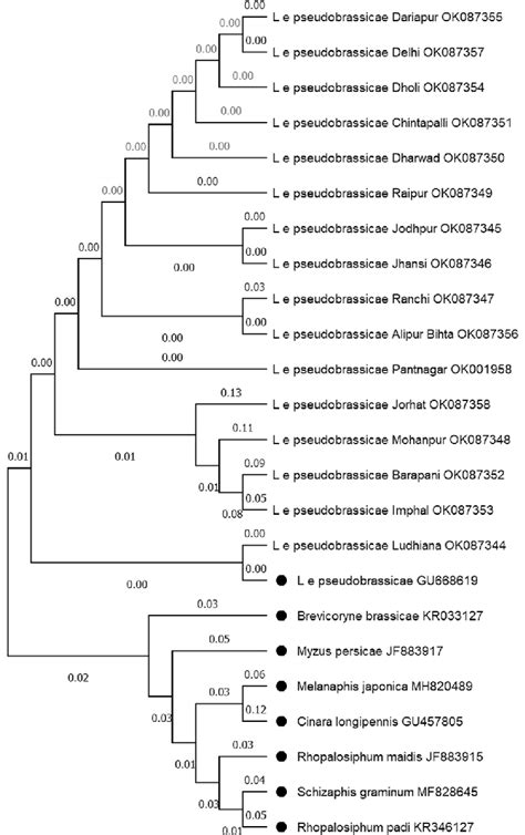 Phylogenetic Tree For Partial Mtcoi Gene Sequence Of L E