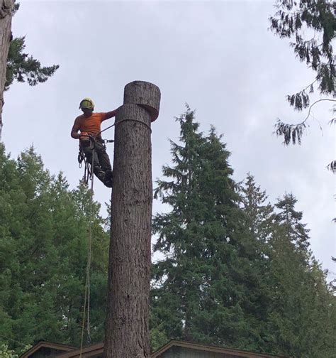 Check Our Work We Provide Tree Removal In Tacoma WA 98446