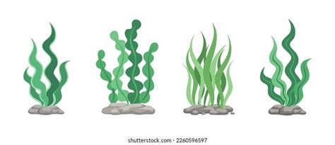 How To Draw Ocean Algae