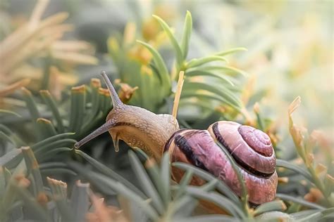 Snail Shell Mollusk Free Photo On Pixabay Pixabay