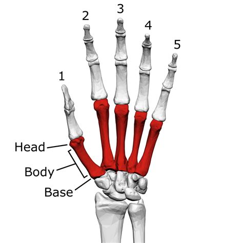 Metacarpal Bones Simple English Wikipedia The Free Encyclopedia