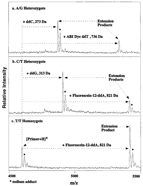 The Single Nucleotide Primer Extension Assay Was Performed With Download Scientific Diagram