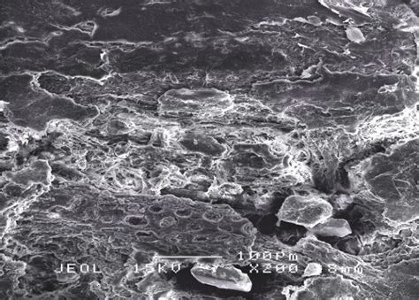 Scanning Electron Micrographs Of Neat Pbs A And B And Biocomposites