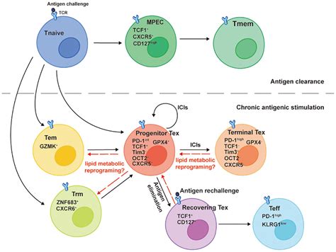 Frontiers Lipids For Cd8 Tils Beneficial Or Harmful
