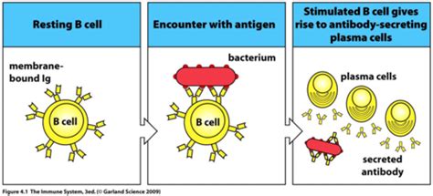 Antigen Recognition Mt Flashcards Quizlet