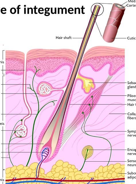 Integument Diagram Quizlet