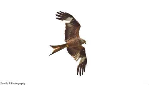 Red Kite Birdforum