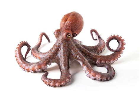 Premium Photo Octopus On White Background Repeated Multiple Times