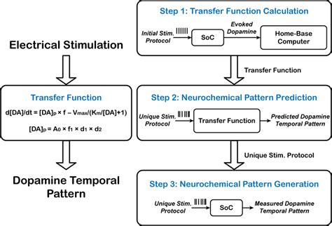1 Illustration Of The Three Steps Involved In Dopamine Temporal