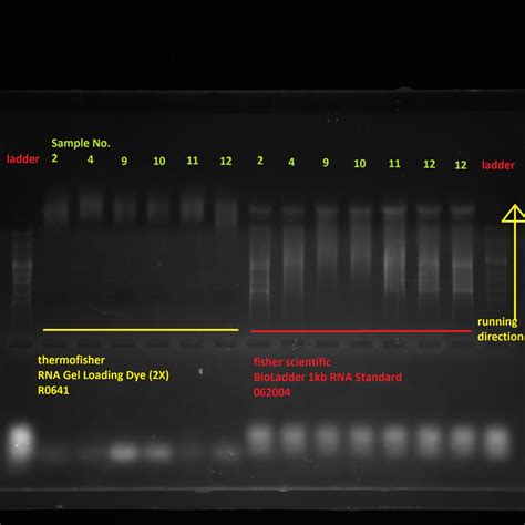 Rna Sample Buffer Recipe Bryont Blog