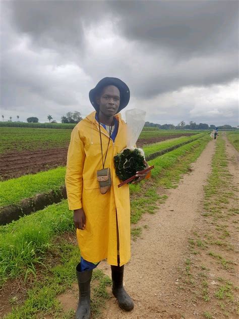 Foliar Tissue Analysis Is A Chemical Test That Determines Essential Or Toxic Levels Of Nutrient