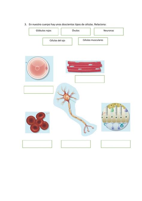 La Célula Free Activity Free Activities Activities School Subjects
