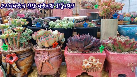 프리티데이에 산 다육이 And 다육이 화분을 언박싱해요 분갈이한 다육이들 이름 찾아서 써주고 있네요~ 프리티다육 010 9500 9207 Youtube